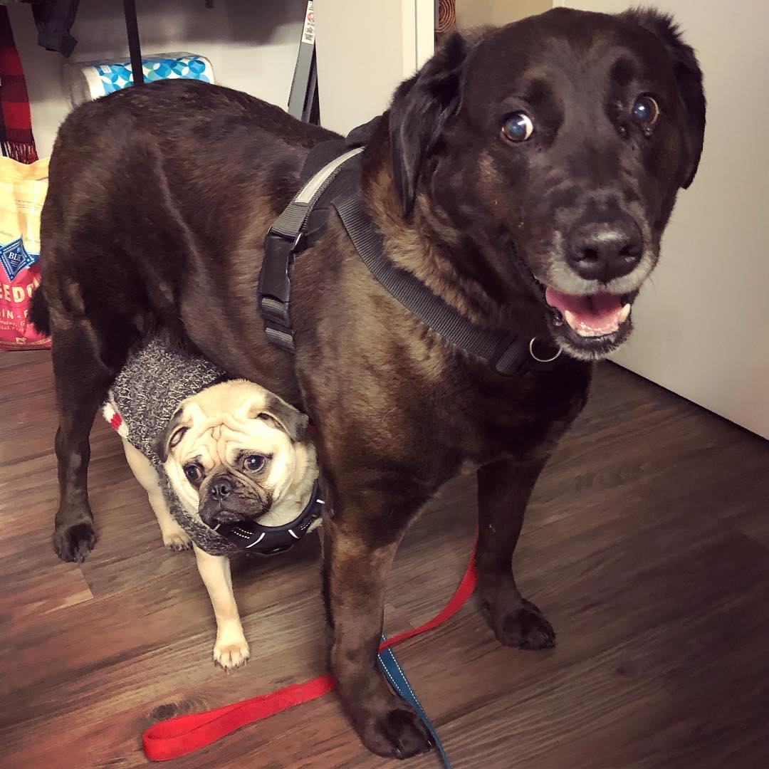 Introducing Rob Hedgpeth: Couchbase Mobile & IoT Dev Advocate